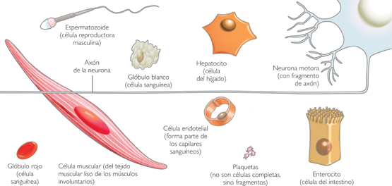 PROYECTO DE BIOLOGIA 2ºA: Formas de las células